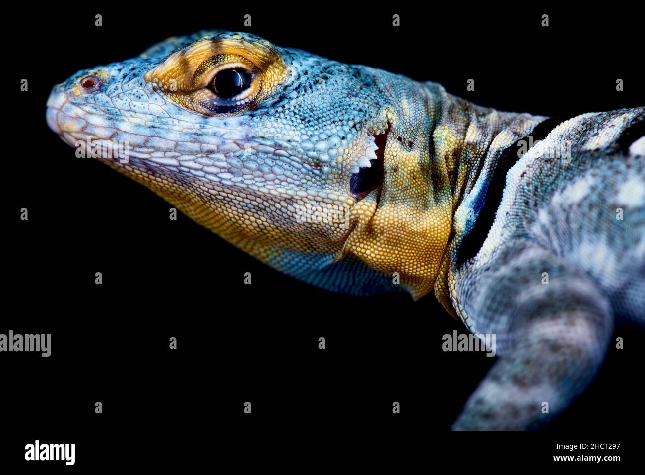 Baja California Rock Lizard (Petrosaurus thalassinus Stock Photo - Alamy