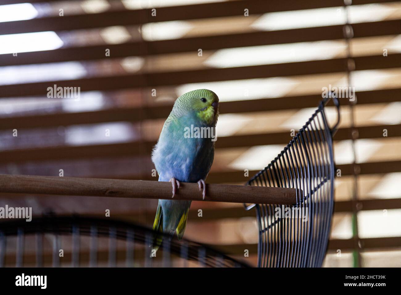 Budgie with a grip hi-res stock photography and images - Alamy