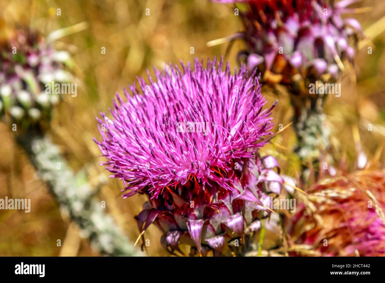 Flowers in southern Italy on steep rocks, Calabria Stock Photo - Alamy