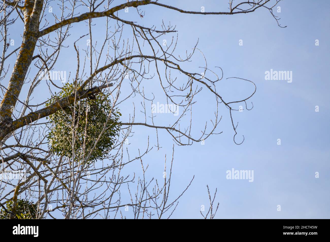 Mistletoe in the oaks of a forest in Morfasso, PC Italy Stock Photo - Alamy