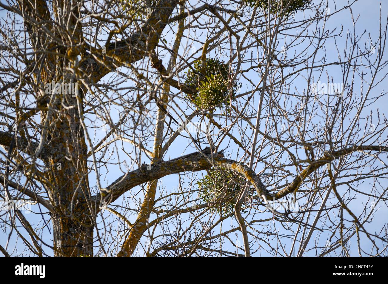 Mistletoe in the oaks of a forest in Morfasso, PC Italy Stock Photo - Alamy