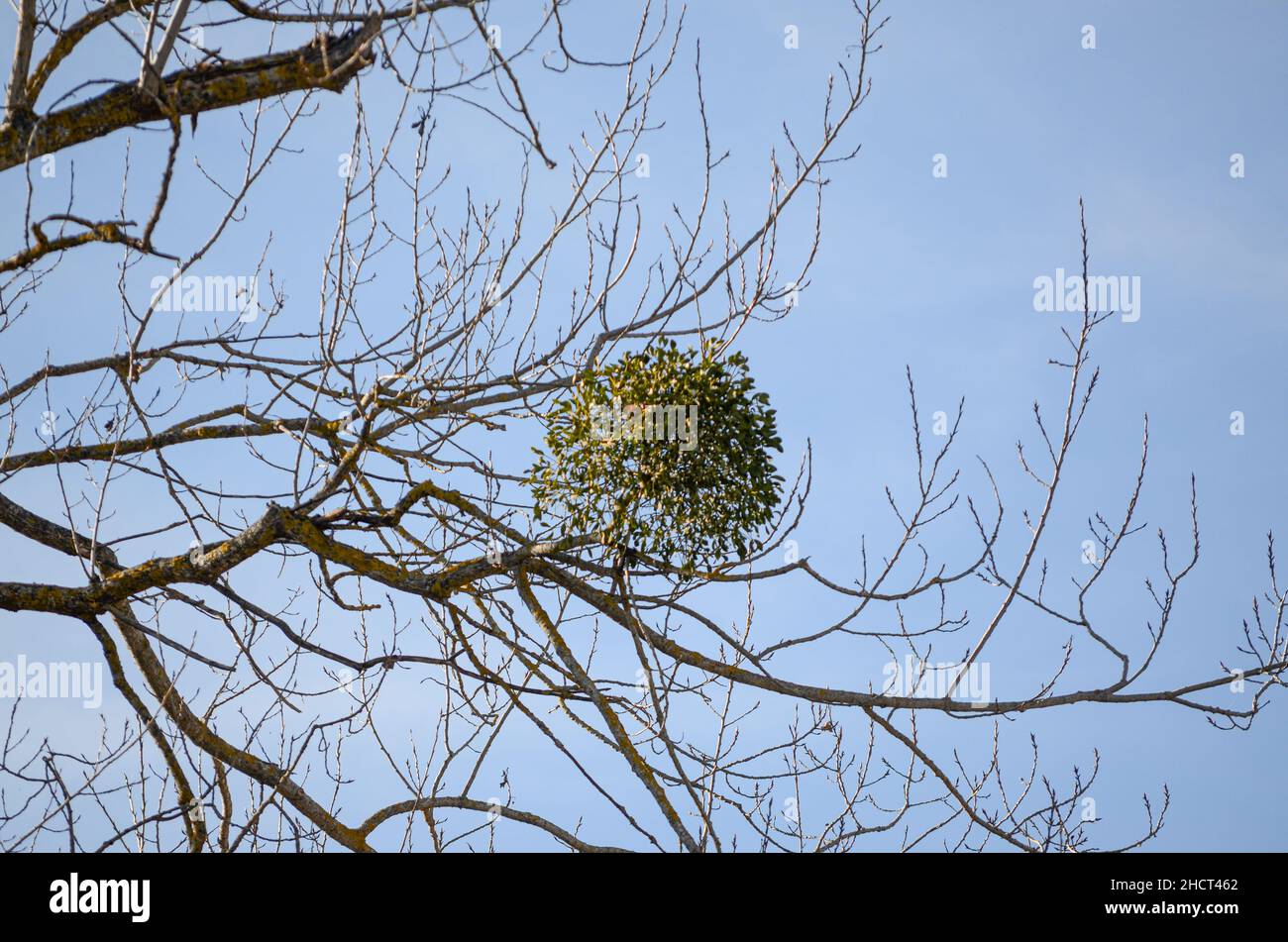 Mistletoe in the oaks of a forest in Morfasso, PC Italy Stock Photo - Alamy