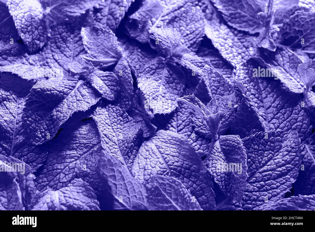 Fresh violet mint as background Stock Photo - Alamy