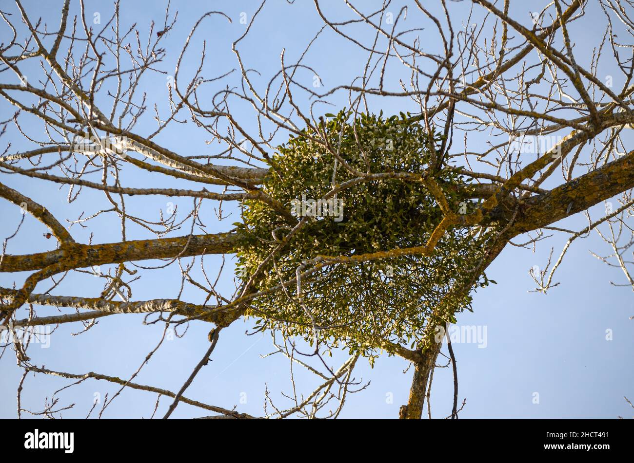 Mistletoe in the oaks of a forest in Morfasso, PC Italy Stock Photo - Alamy
