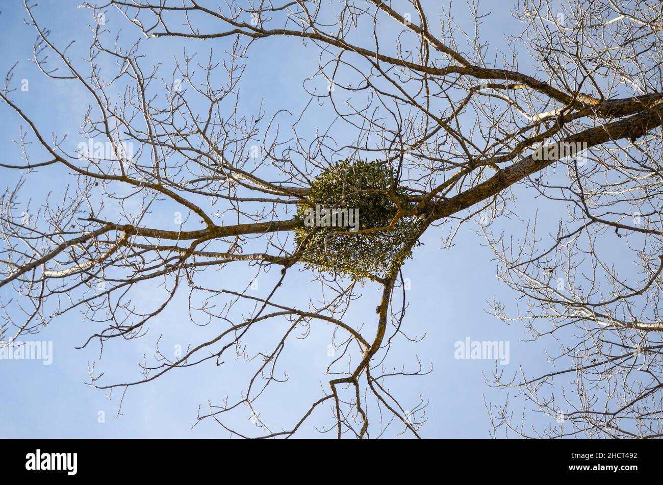 Mistletoe in the oaks of a forest in Morfasso, PC Italy Stock Photo - Alamy