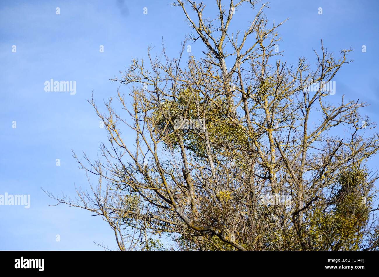 Mistle tree hi-res stock photography and images - Alamy