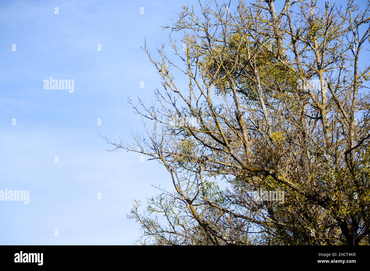 Mistletoe in the oaks of a forest in Morfasso, PC Italy Stock Photo - Alamy