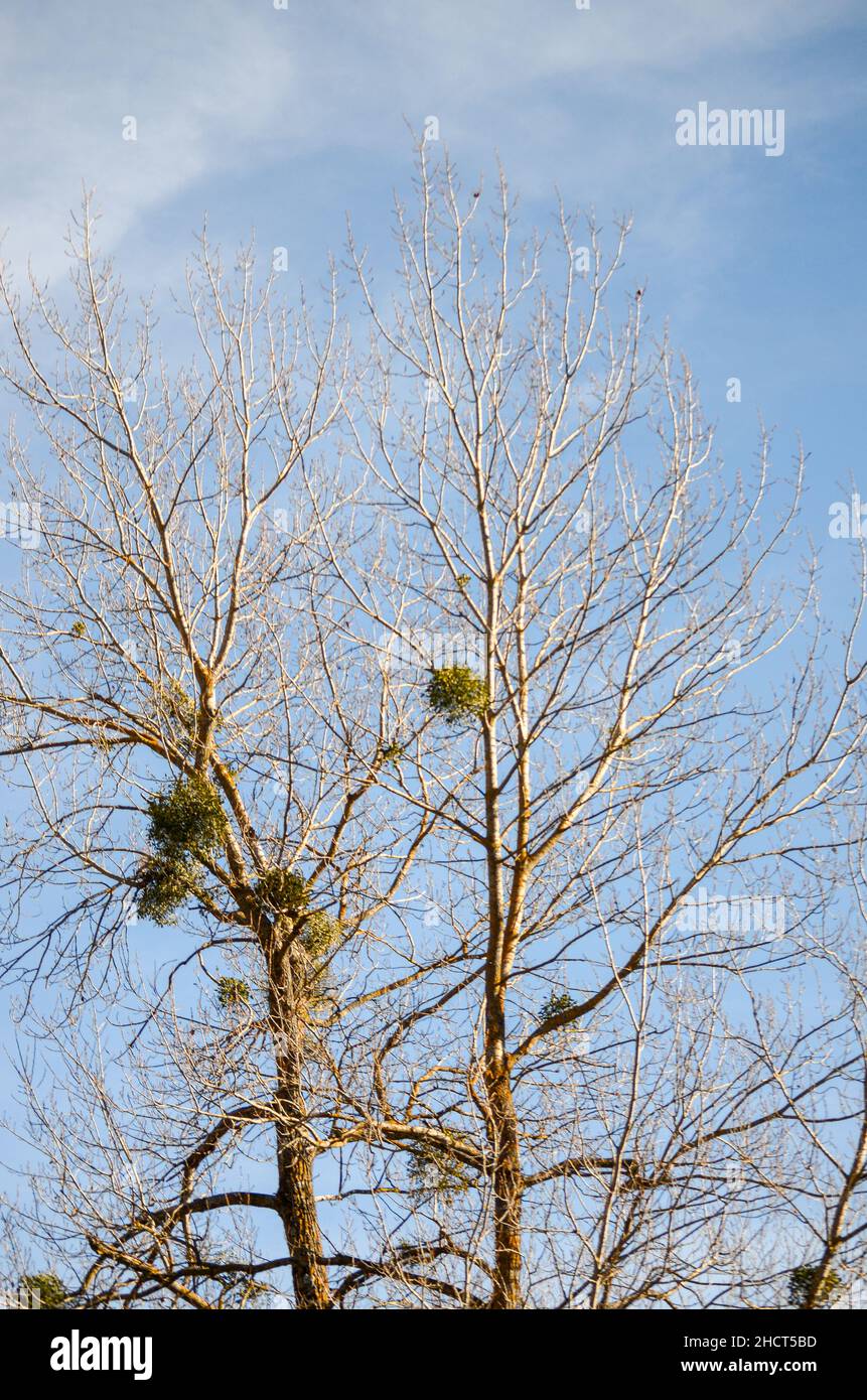 Mistletoe in the oaks of a forest in Morfasso, PC Italy Stock Photo - Alamy