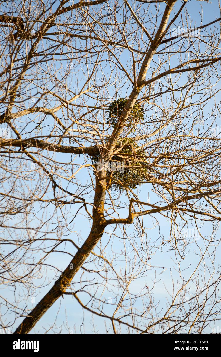 Mistletoe in the oaks of a forest in Morfasso, PC Italy Stock Photo - Alamy