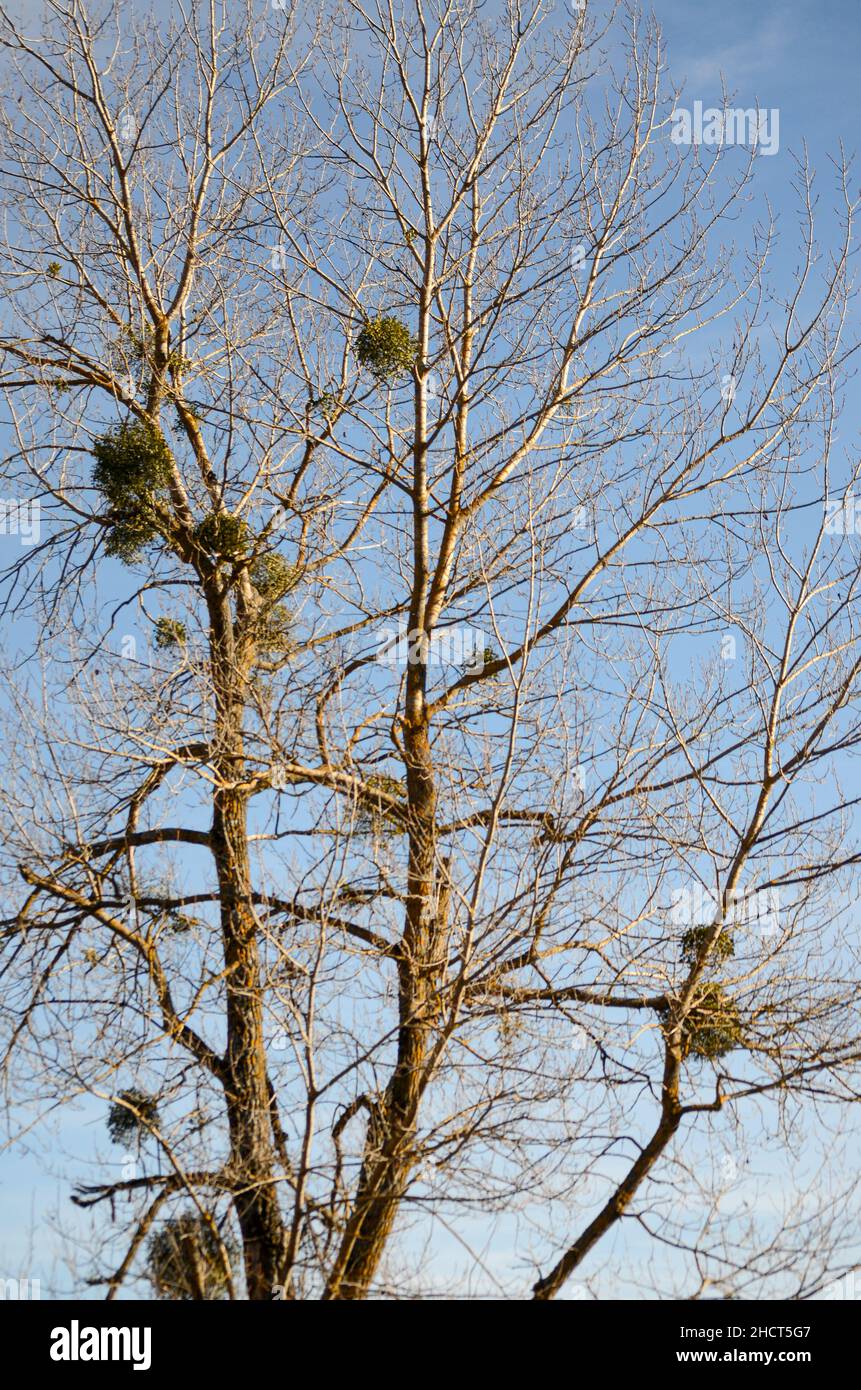 Mistletoe in the oaks of a forest in Morfasso, PC Italy Stock Photo - Alamy