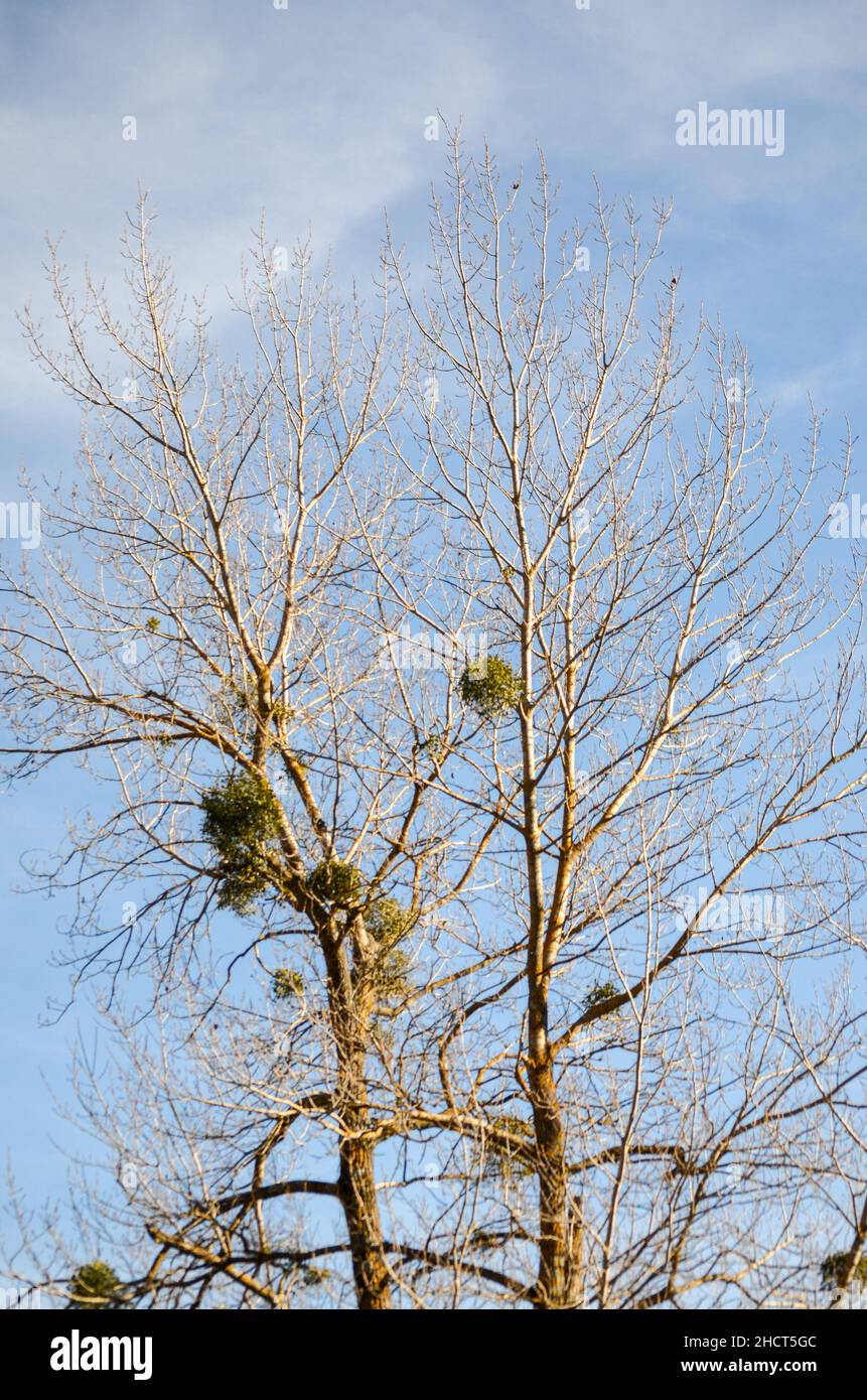 Mistletoe in the oaks of a forest in Morfasso, PC Italy Stock Photo - Alamy