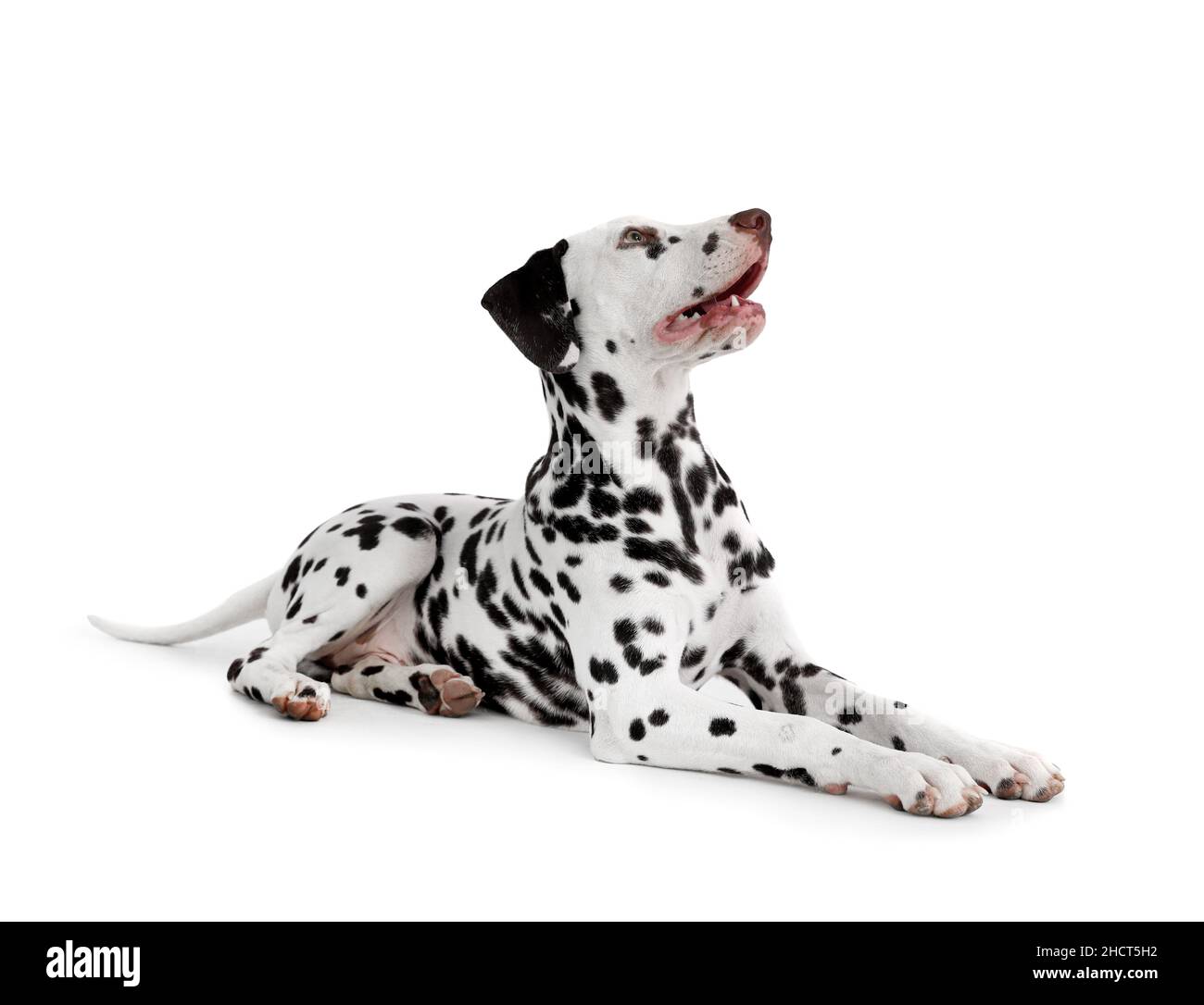 Funny Dalmatian dog lying on white background Stock Photo - Alamy