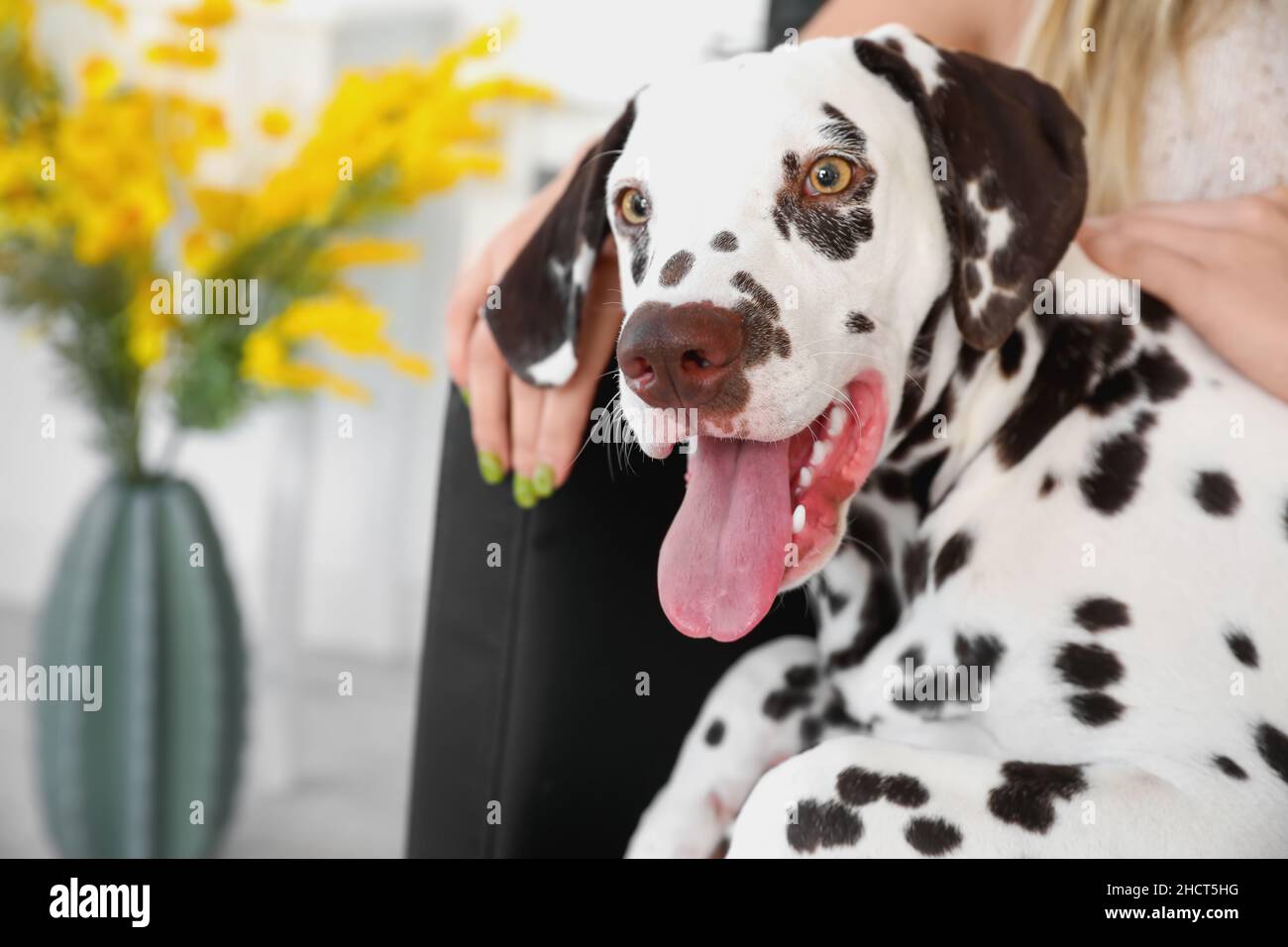 Funny Dalmatian dog with owner in armchair at home, closeup Stock Photo ...
