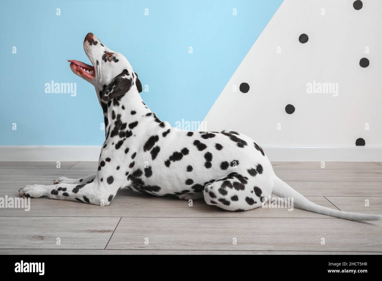 Funny Dalmatian dog near color wall Stock Photo - Alamy