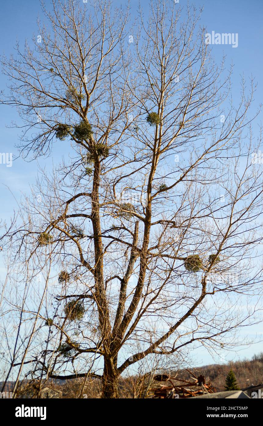 Mistletoe in the oaks of a forest in Morfasso, PC Italy Stock Photo - Alamy