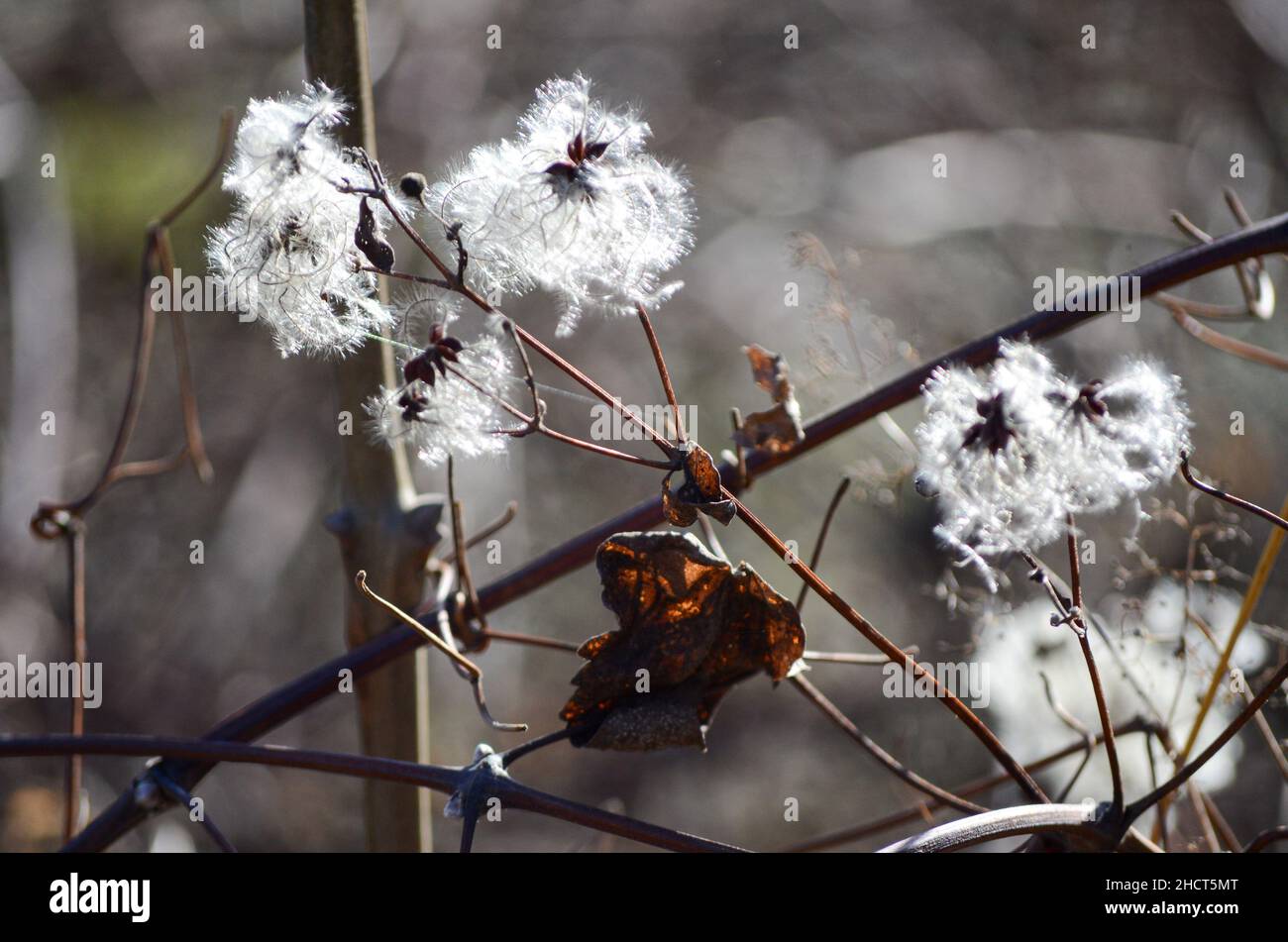 Mistletoe in the oaks of a forest in Morfasso, PC Italy Stock Photo - Alamy