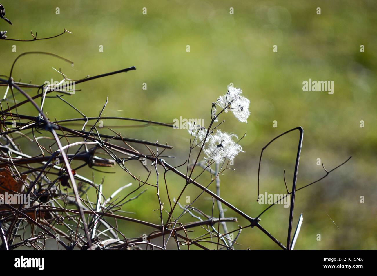 Mistletoe in the oaks of a forest in Morfasso, PC Italy Stock Photo - Alamy