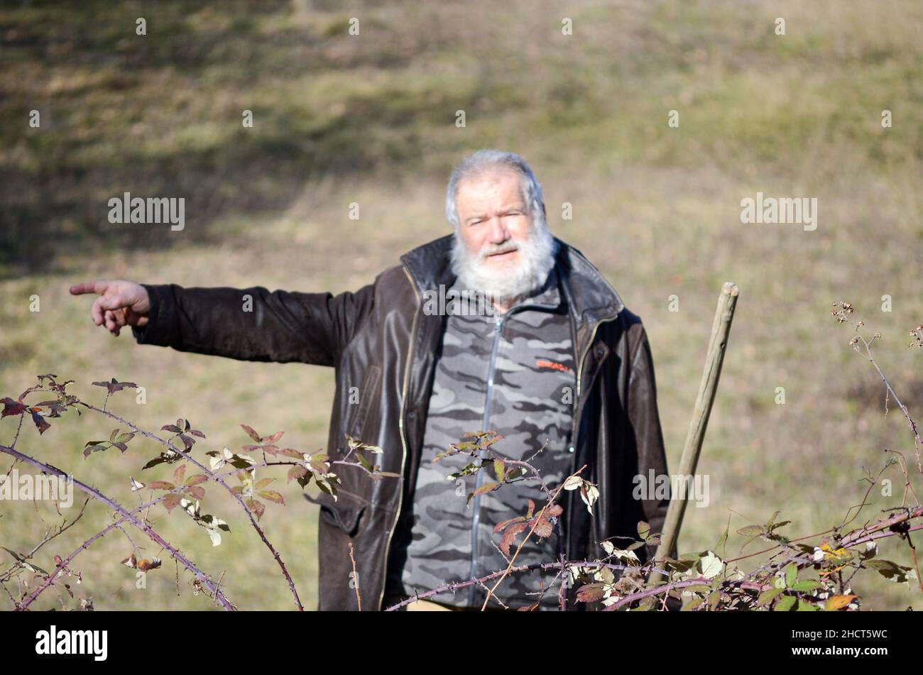 Mistletoe in the oaks of a forest in Morfasso, PC Italy Stock Photo - Alamy