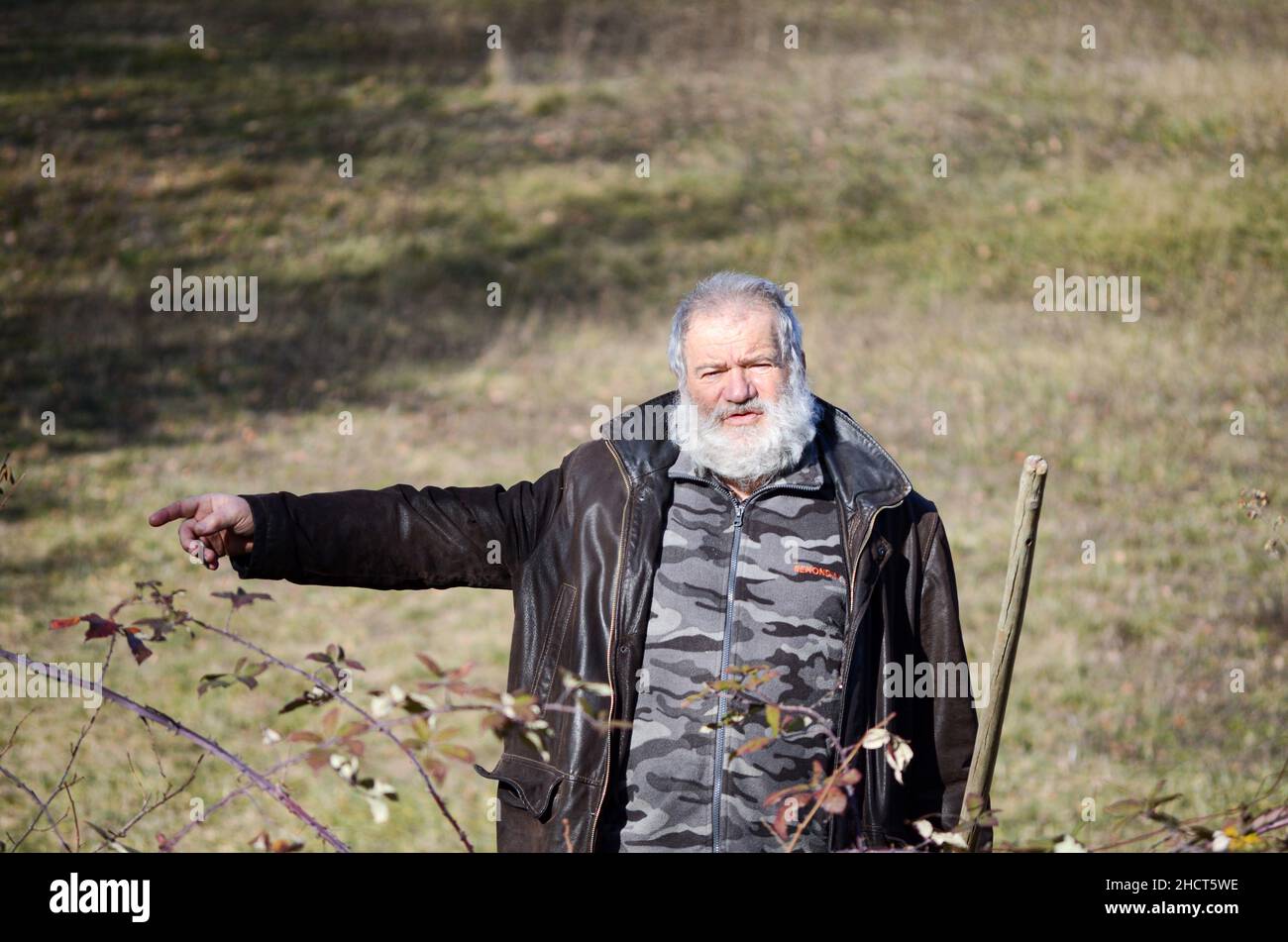 Mistletoe in the oaks of a forest in Morfasso, PC Italy Stock Photo - Alamy