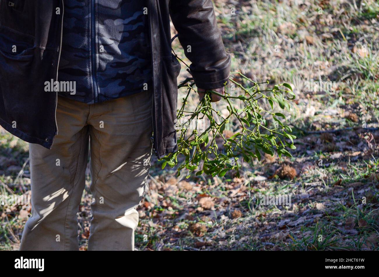 Mistletoe in the oaks of a forest in Morfasso, PC Italy Stock Photo - Alamy
