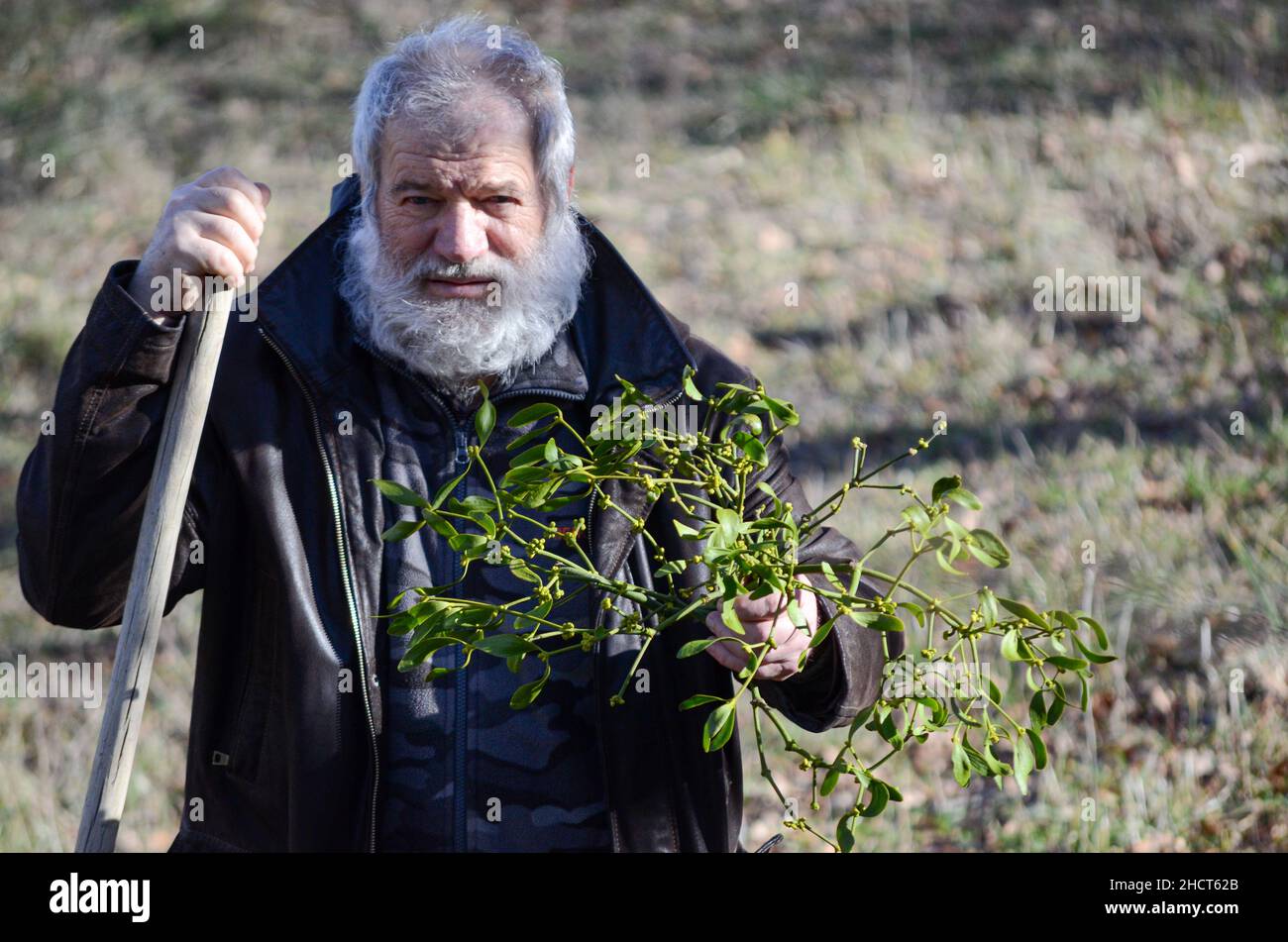 Mistletoe in the oaks of a forest in Morfasso, PC Italy Stock Photo - Alamy