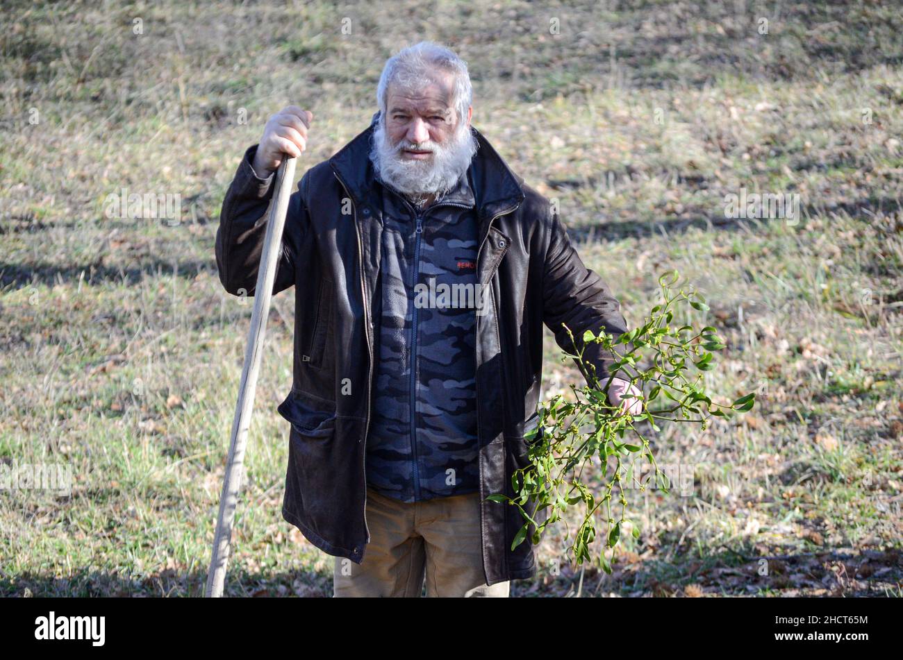 Mistletoe in the oaks of a forest in Morfasso, PC Italy Stock Photo - Alamy