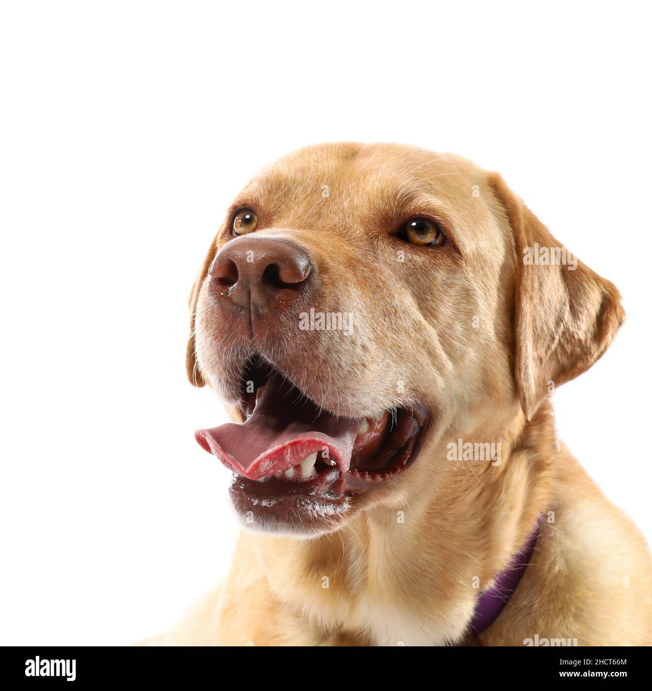Funny Labrador dog on white background, closeup Stock Photo - Alamy