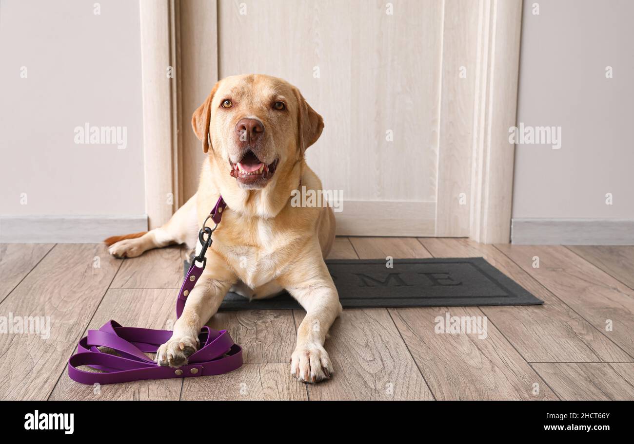 Cute Labrador dog with leash waiting for walk near door at home Stock ...