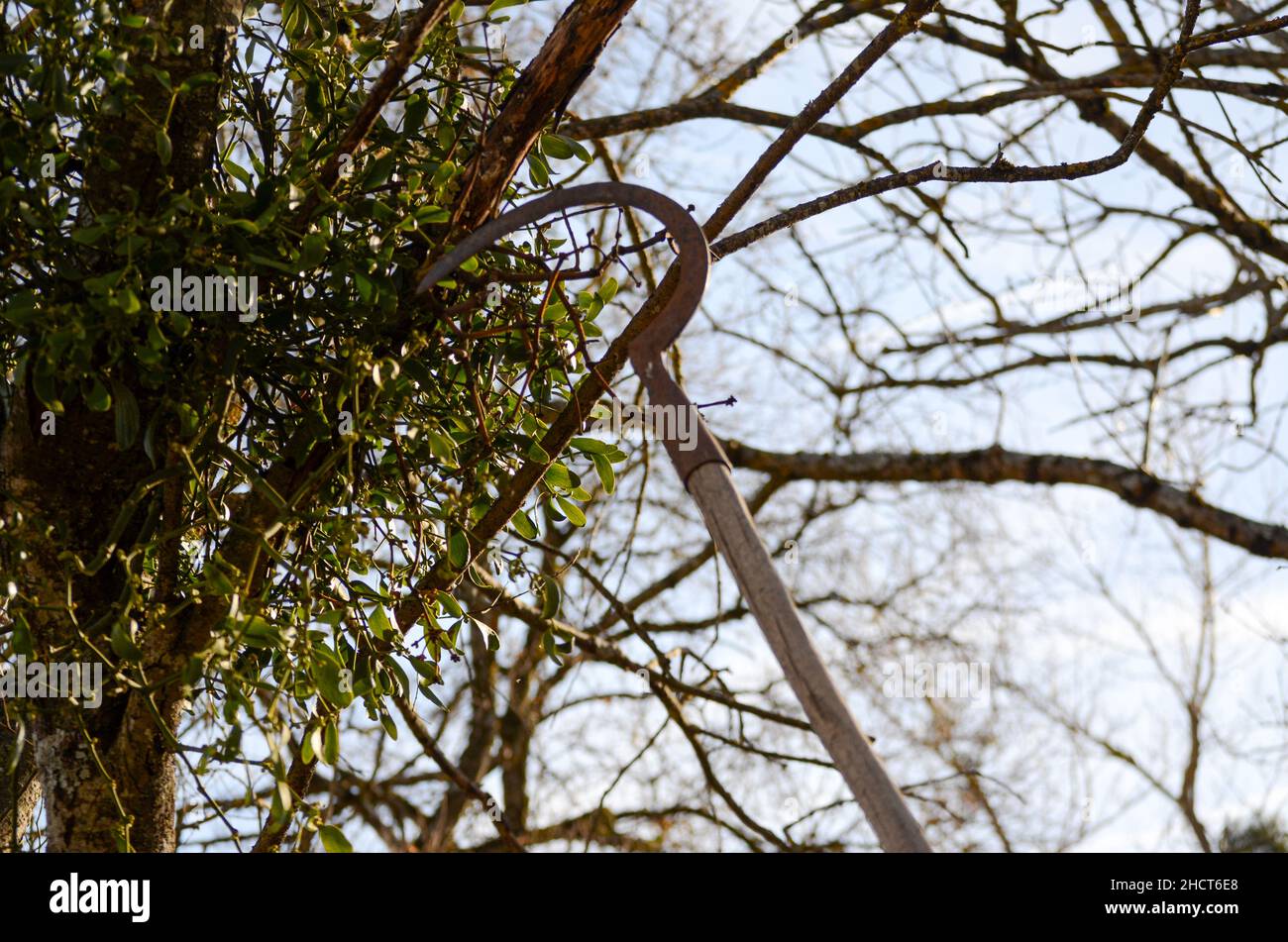 Mistletoe in the oaks of a forest in Morfasso, PC Italy Stock Photo - Alamy