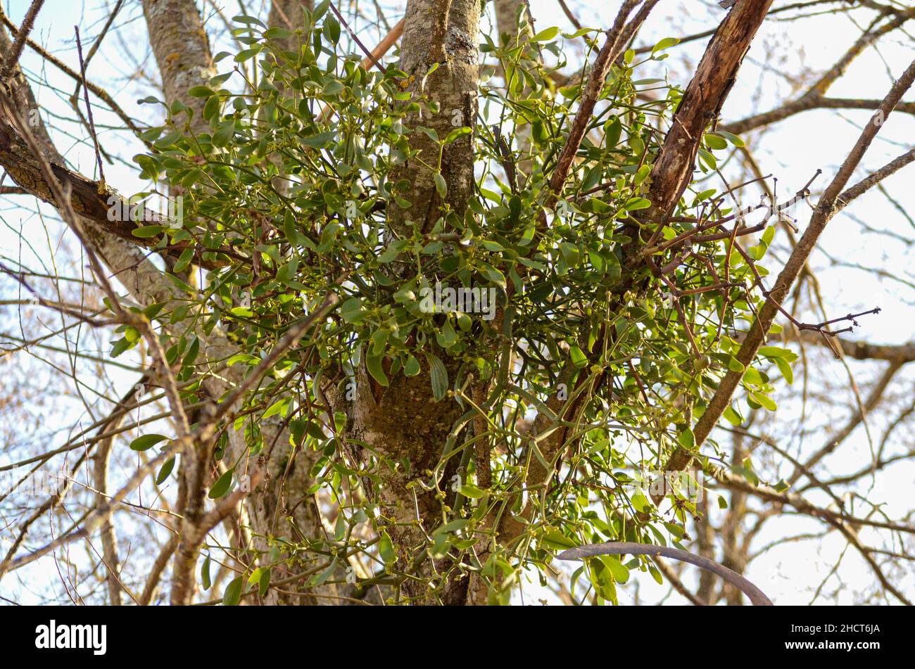 Mistletoe in the oaks of a forest in Morfasso, PC Italy Stock Photo - Alamy