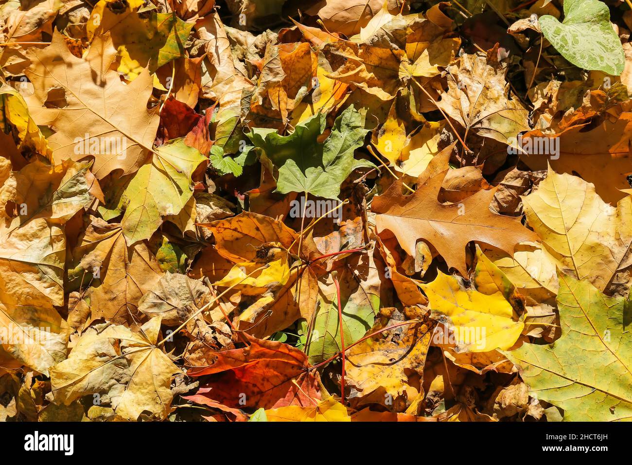 Golden tree leaves as background Stock Photo - Alamy