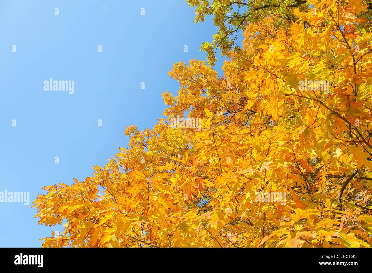 Branches with beautiful golden leaves in autumn park on sky background ...