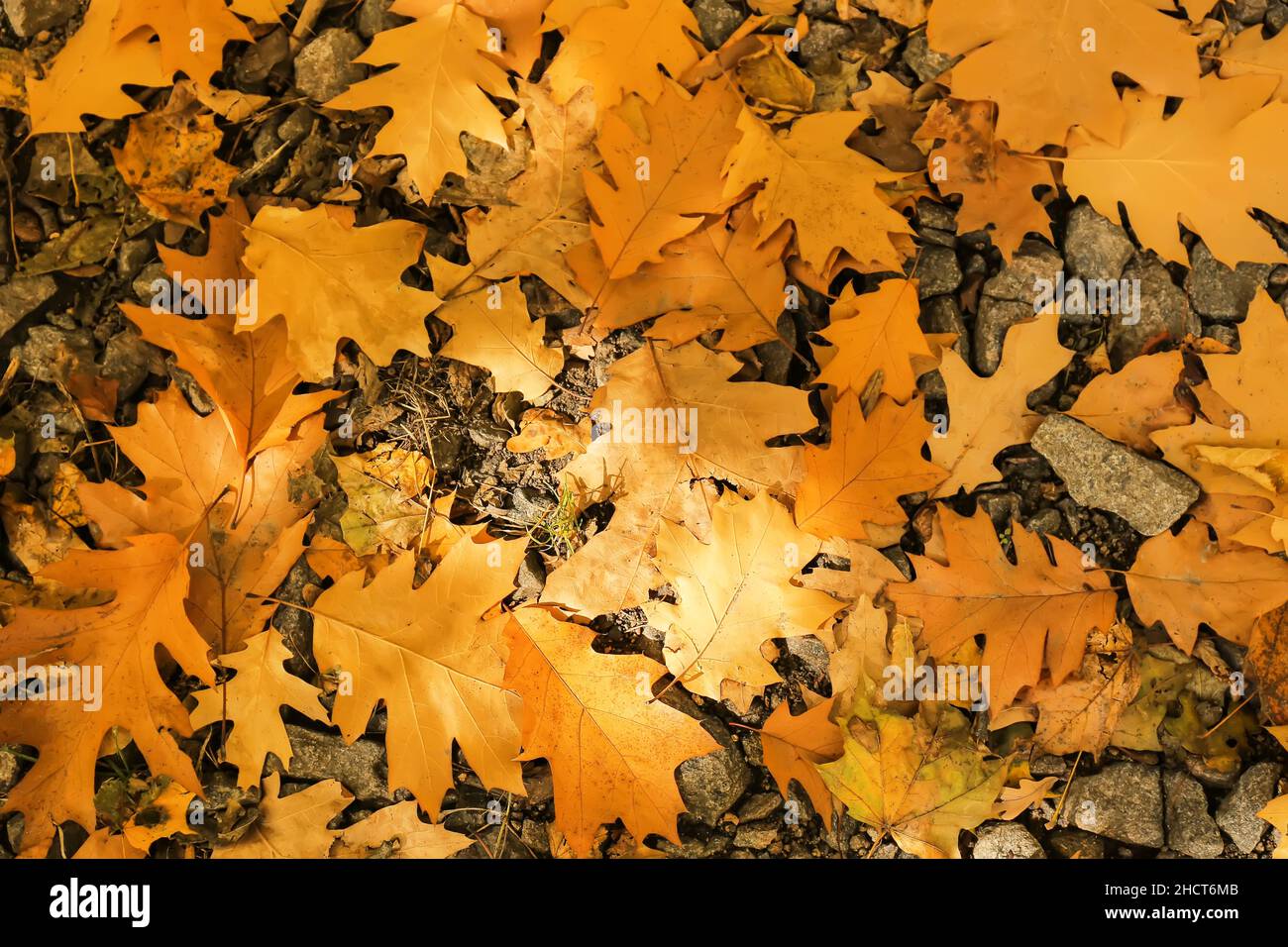 Golden oak tree leaves as background Stock Photo - Alamy