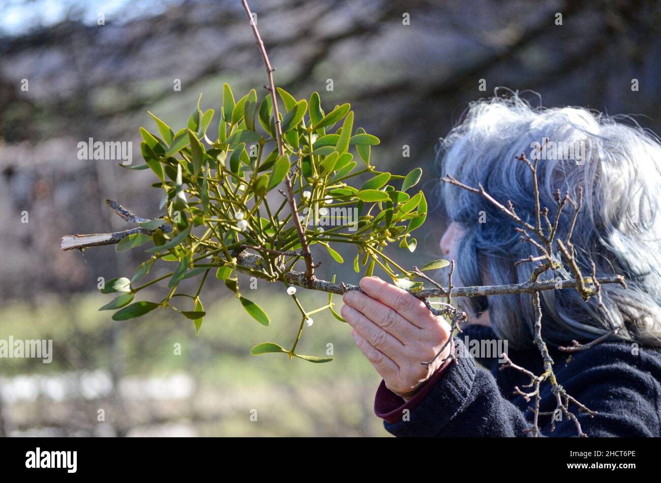 Mistletoe in the oaks of a forest in Morfasso, PC Italy Stock Photo - Alamy