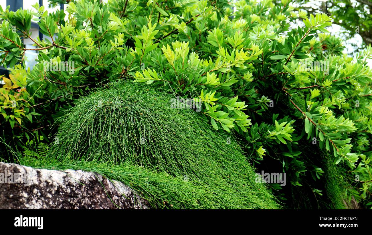 Green plant and bush in Australia Stock Photo - Alamy