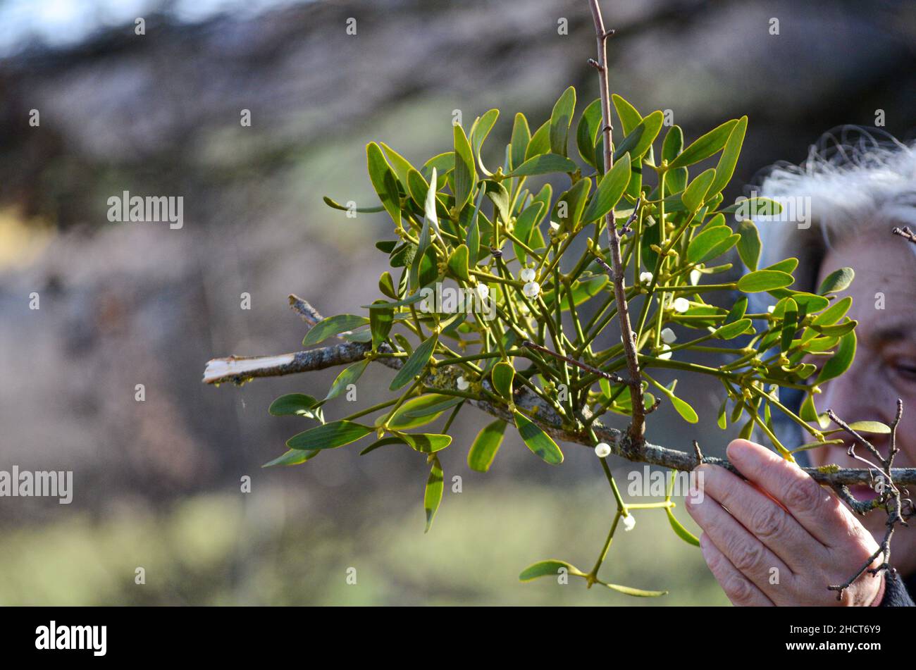 Mistletoe in the oaks of a forest in Morfasso, PC Italy Stock Photo - Alamy
