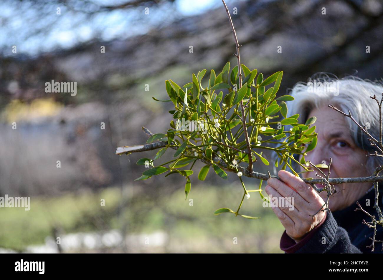 Mistletoe in the oaks of a forest in Morfasso, PC Italy Stock Photo - Alamy