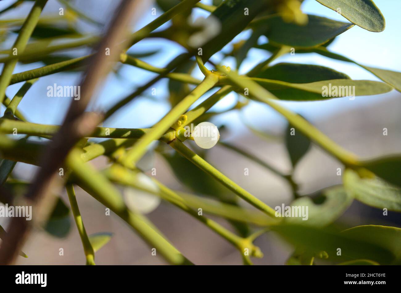 Mistletoe in the oaks of a forest in Morfasso, PC Italy Stock Photo - Alamy