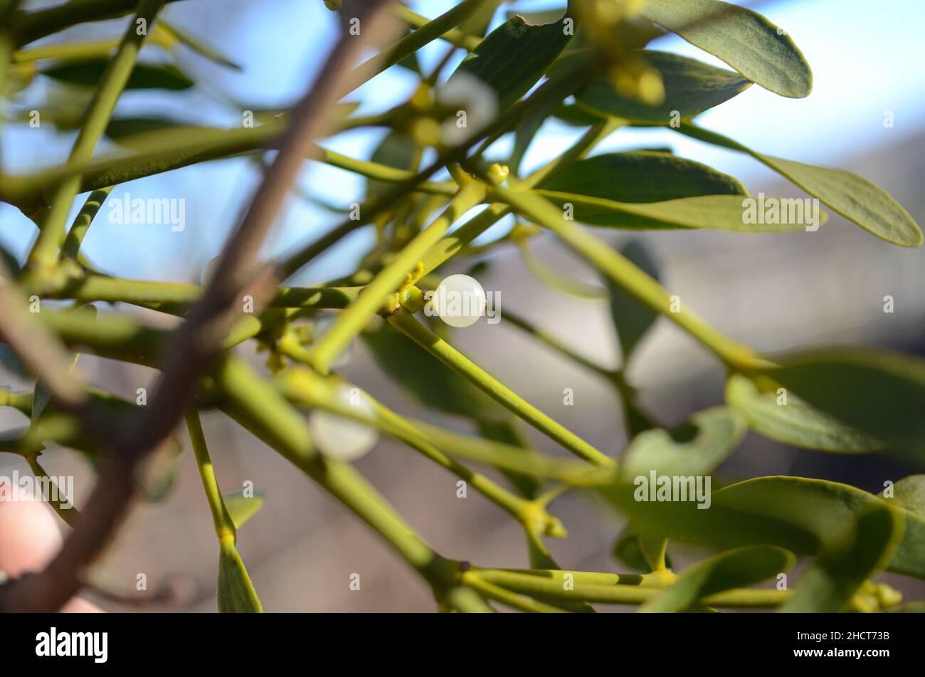 Mistle tree hi-res stock photography and images - Alamy