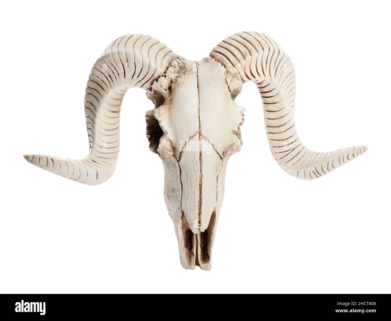 Skull of sheep on white background Stock Photo - Alamy