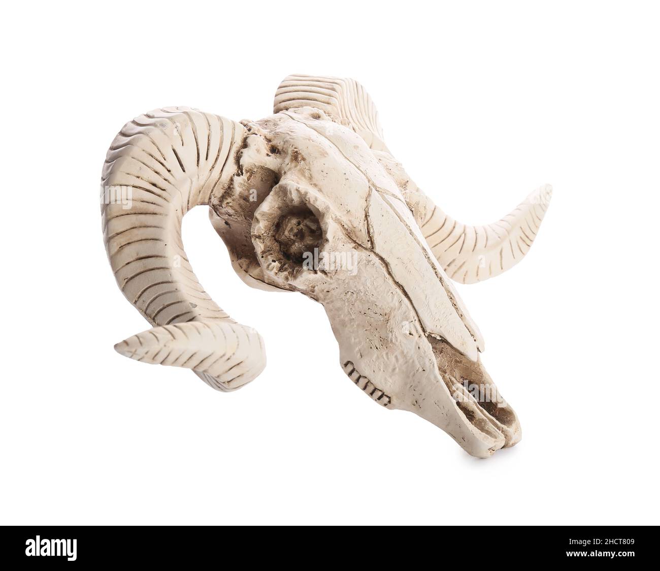 Skull of sheep on white background Stock Photo - Alamy
