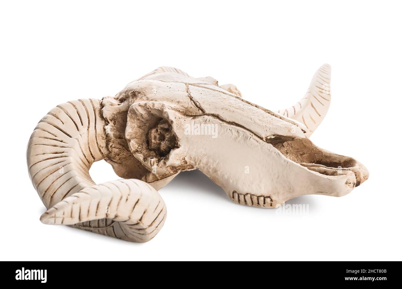 Skull of sheep on white background Stock Photo - Alamy