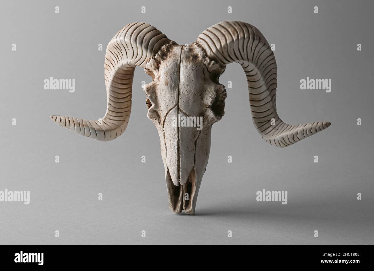 Skull of sheep on grey background Stock Photo - Alamy