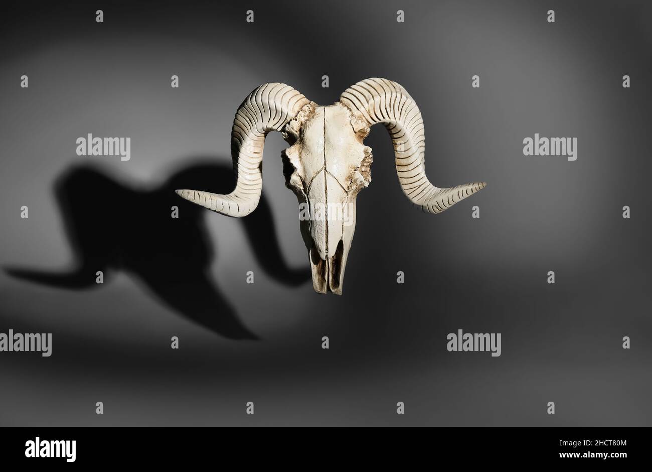 Skull of sheep on dark background Stock Photo - Alamy