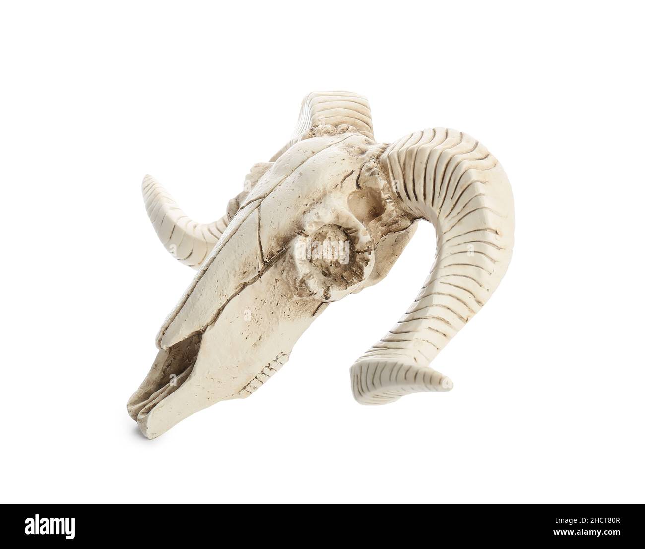 Skull of sheep on white background Stock Photo - Alamy