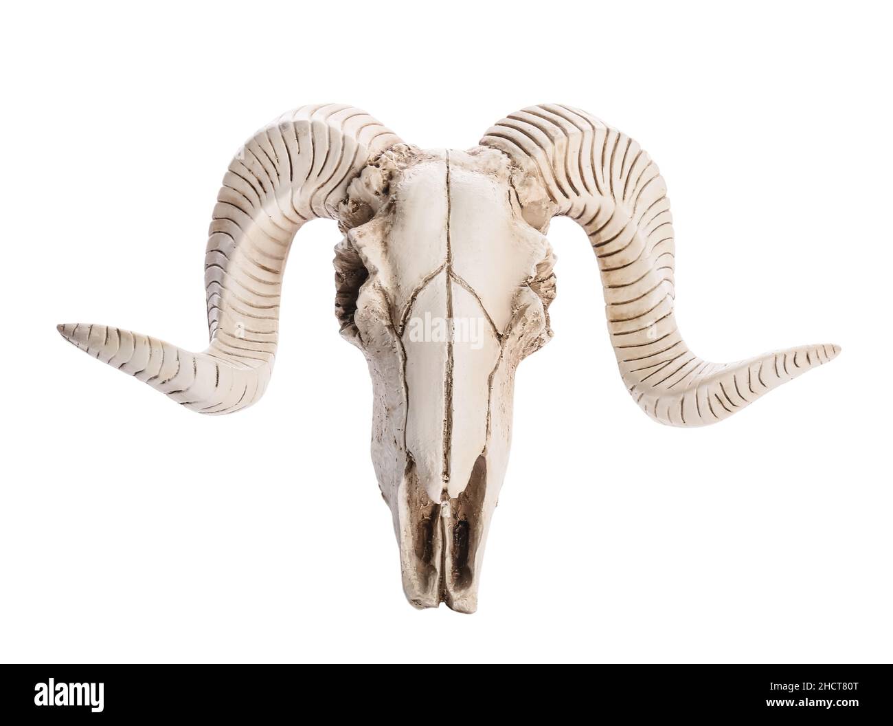 Skull of sheep on white background Stock Photo - Alamy