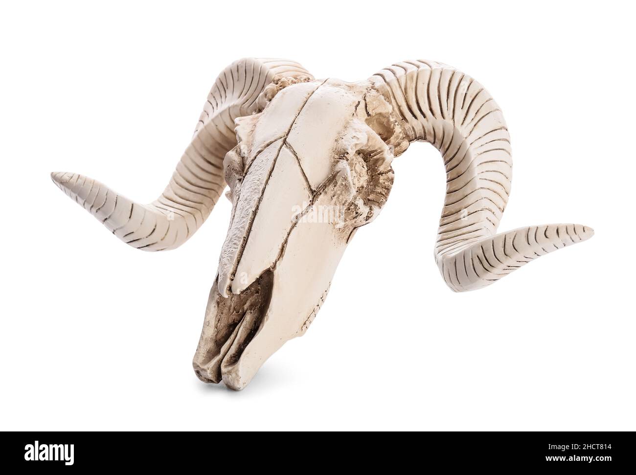 Skull of sheep on white background Stock Photo - Alamy