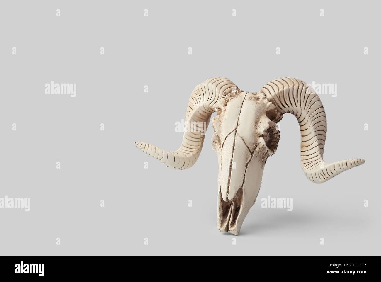 Skull of sheep on grey background Stock Photo - Alamy