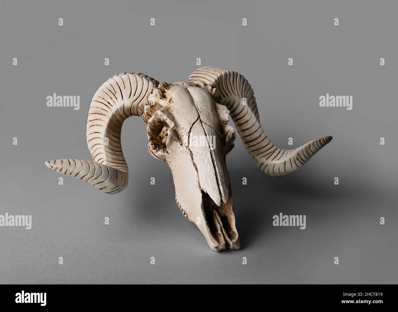 Skull of sheep on grey background Stock Photo - Alamy
