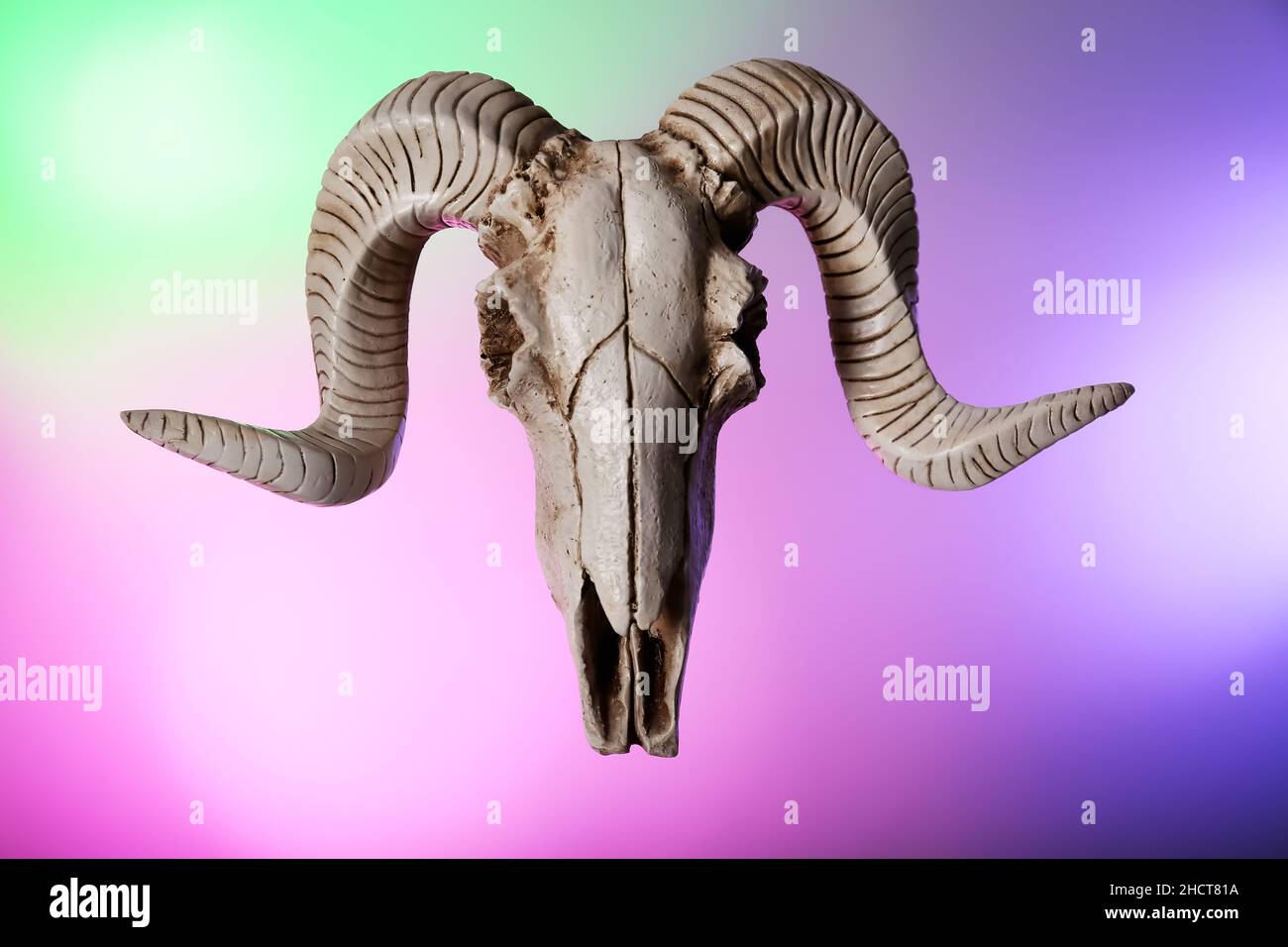 Skull of sheep on color background Stock Photo - Alamy